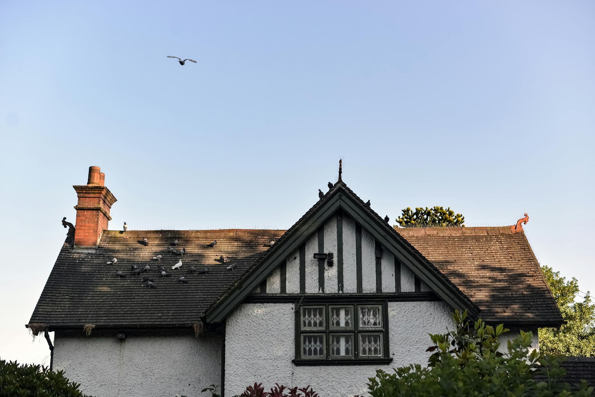 Jackdaw Nest Removal: A Guide for Cambridge Homeowners - Ablewight