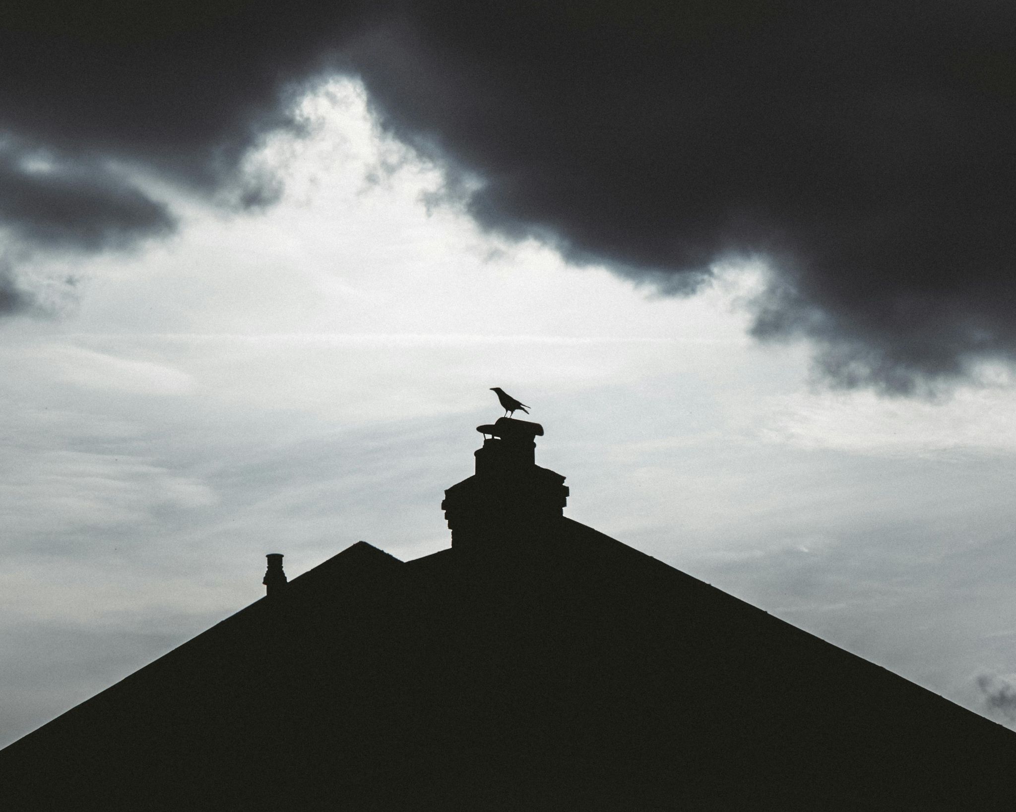 Professional Guide to Choosing Bird Guards: Expert Advice for ...